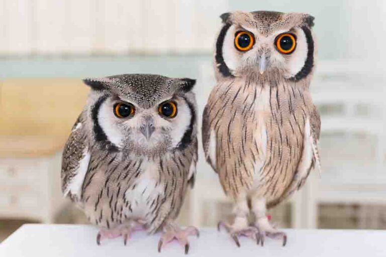 【アフリカオオコノハズクは細くなる】値段・けもフレ・飼育・鳴き声｜徹底解説 フクロウカフェ 東京 アキバフクロウ