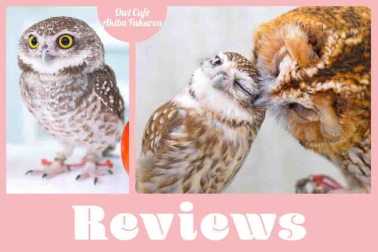 Owl Cafe Akiba Fukurou Tokyo