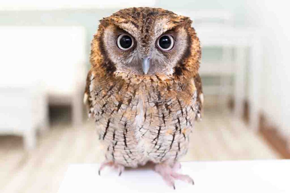 A family of 40 owls, one of the largest in Japan | Owl Cafe Tokyo - Owl ...