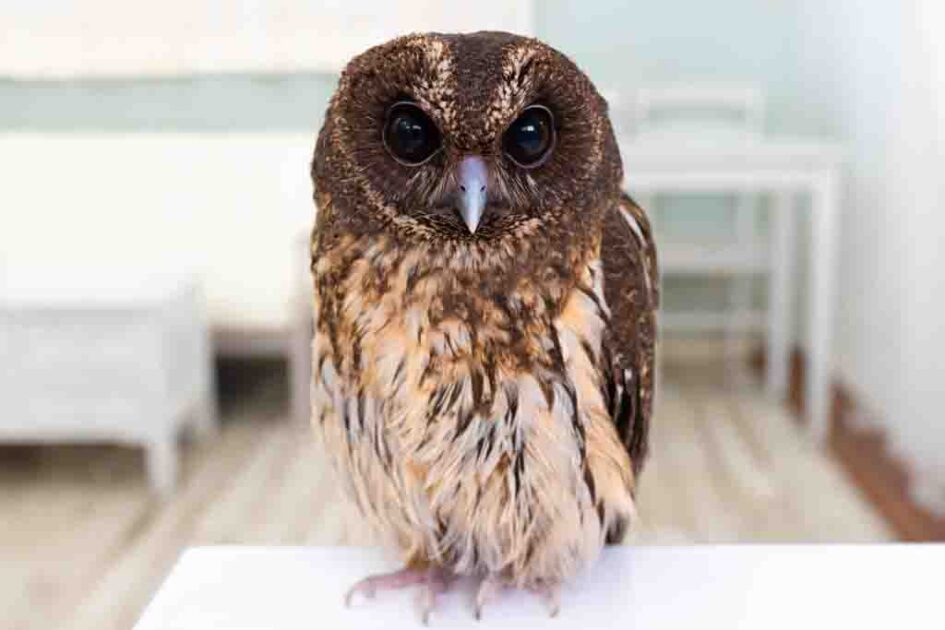 A family of 40 owls, one of the largest in Japan | Owl Cafe Tokyo - Owl ...