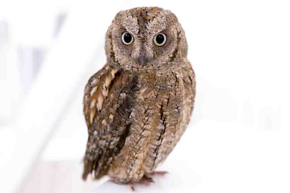 A family of 40 owls, one of the largest in Japan | Owl Cafe Tokyo - Owl ...