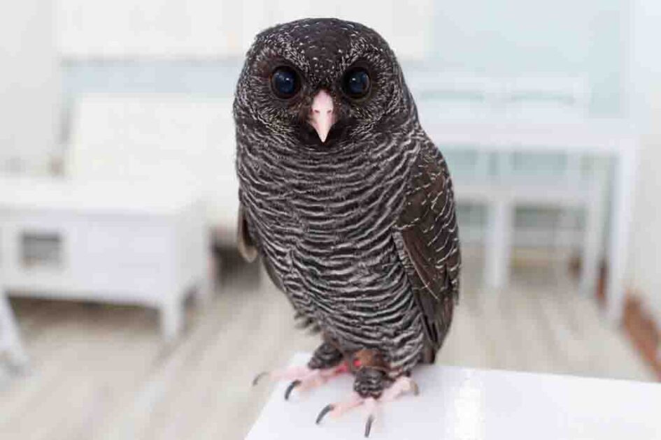A family of 40 owls, one of the largest in Japan | Owl Cafe Tokyo - Owl ...
