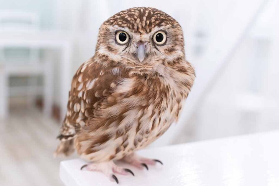 A family of 40 owls, one of the largest in Japan | Owl Cafe Tokyo - Owl ...
