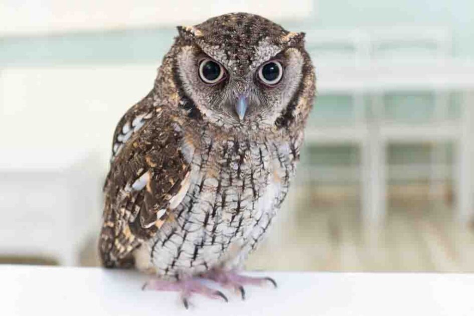 A family of 40 owls, one of the largest in Japan | Owl Cafe Tokyo - Owl ...