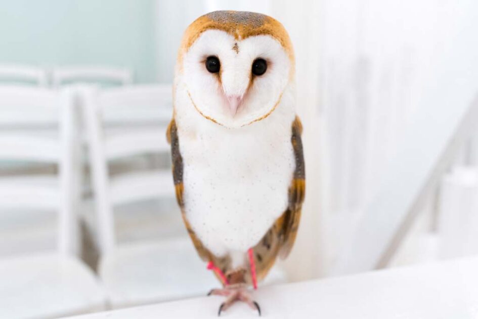 A family of 40 owls, one of the largest in Japan | Owl Cafe Tokyo - Owl ...