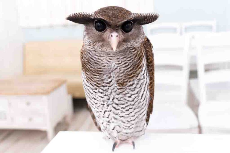 A family of 40 owls, one of the largest in Japan | Owl Cafe Tokyo - Owl ...
