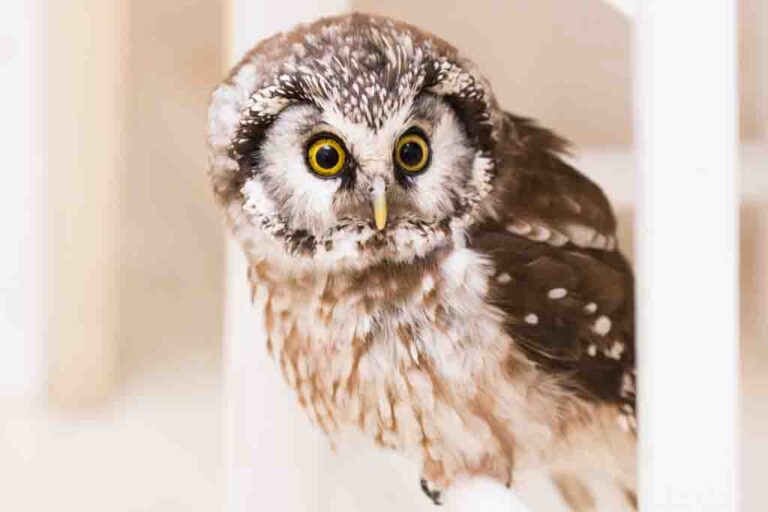 A family of 40 owls, one of the largest in Japan | Owl Cafe Tokyo - Owl ...