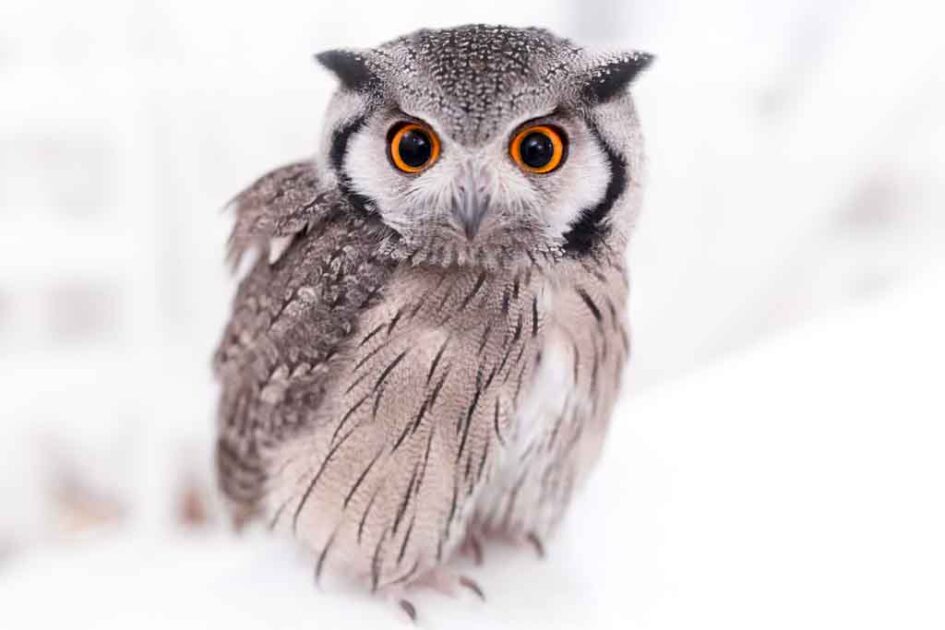 A family of 40 owls, one of the largest in Japan | Owl Cafe Tokyo - Owl ...