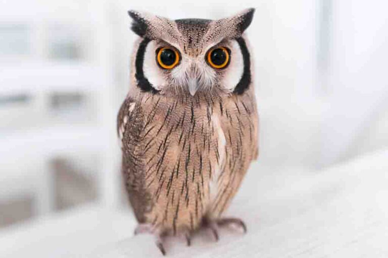 A family of 40 owls, one of the largest in Japan | Owl Cafe Tokyo - Owl ...