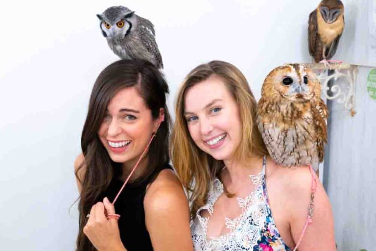 Owl Cafe Tokyo Private Session - Owl Cafe Tokyo Japan