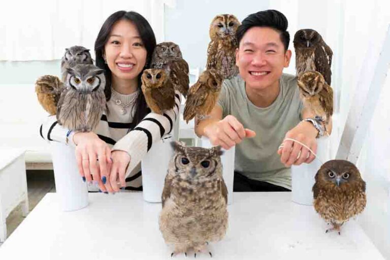 Owl Cafe Tokyo Private Session - Owl Cafe Tokyo Japan